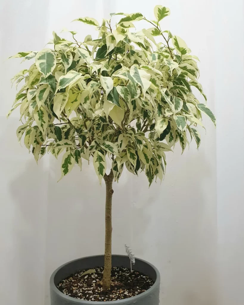 Indoor Care Guide for Ficus Benjamina 'Starlight