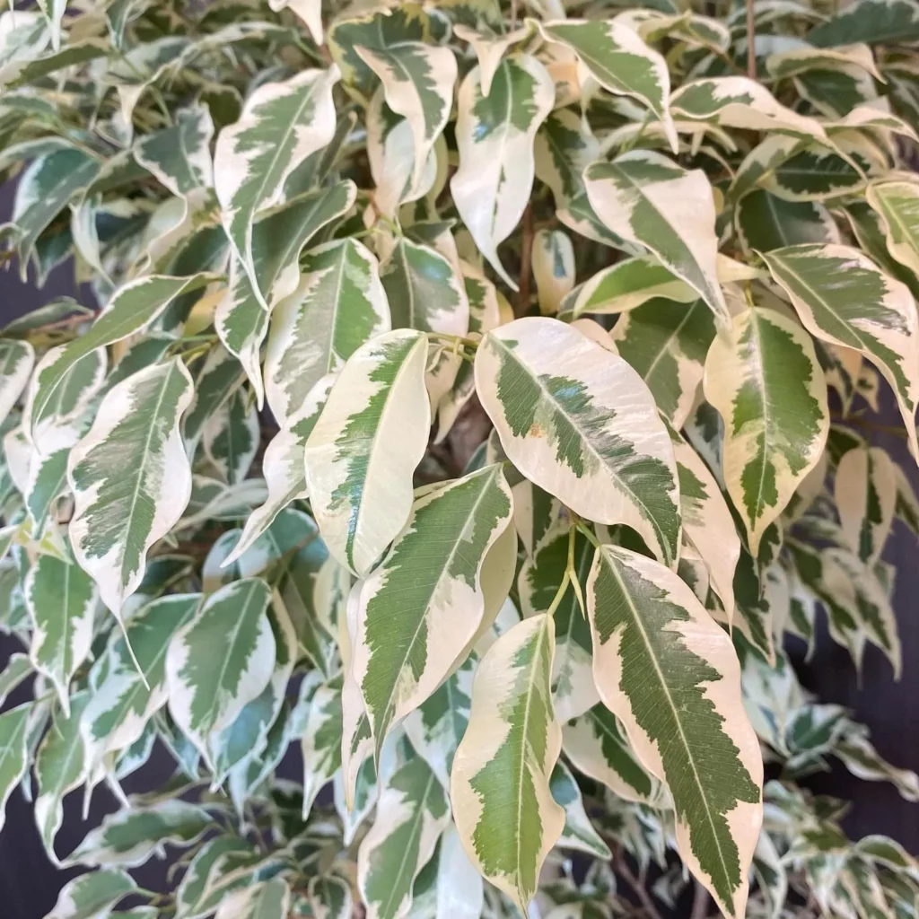 Indoor Care Guide for Ficus Benjamina 'Starlight