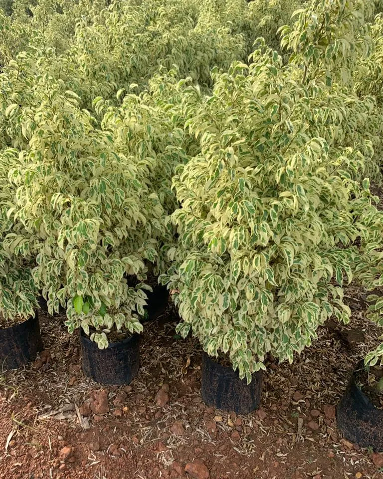 Indoor Care Guide for Ficus Benjamina 'Starlight