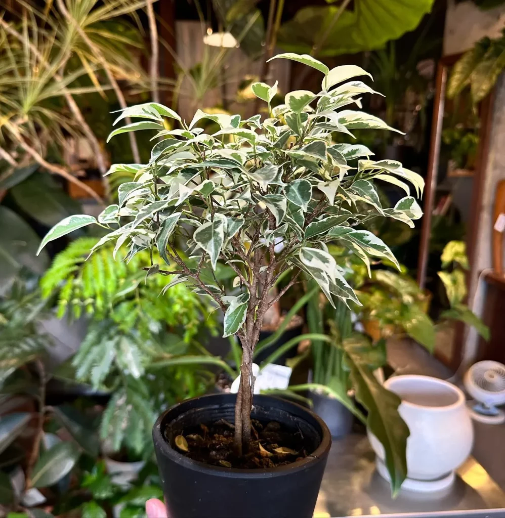 Indoor Care Guide for Ficus Benjamina 'Starlight