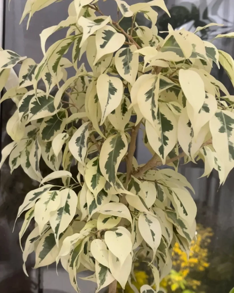 Indoor Care Guide for Ficus Benjamina 'Starlight