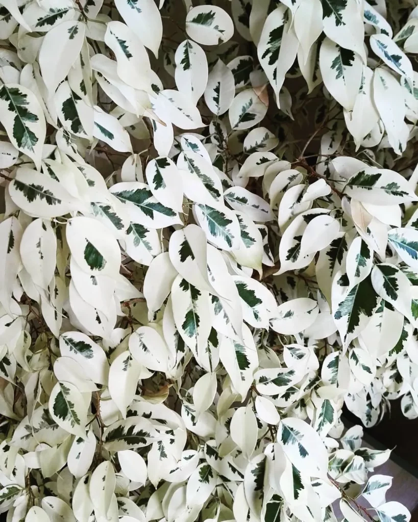 Indoor Care Guide for Ficus Benjamina 'Starlight