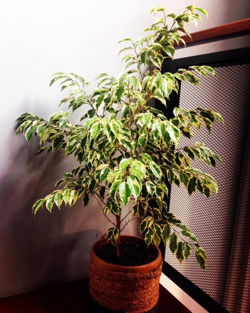 Indoor Care Guide for Ficus Benjamina 'Starlight