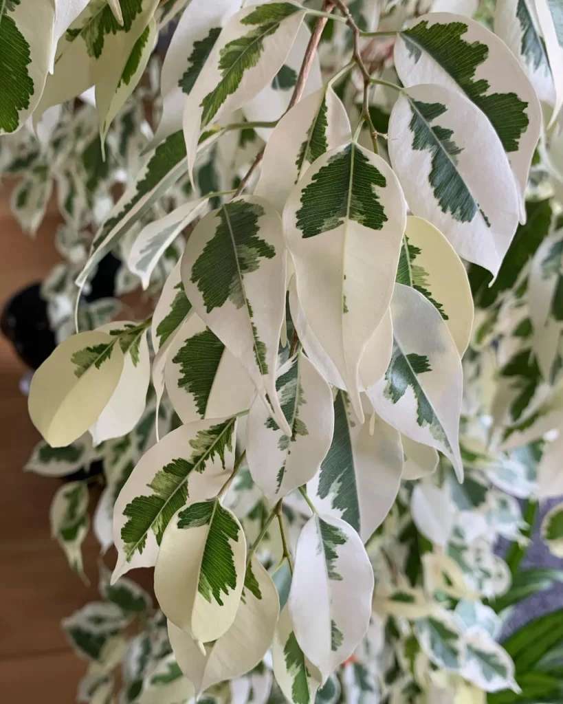 Indoor Care Guide for Ficus Benjamina 'Starlight