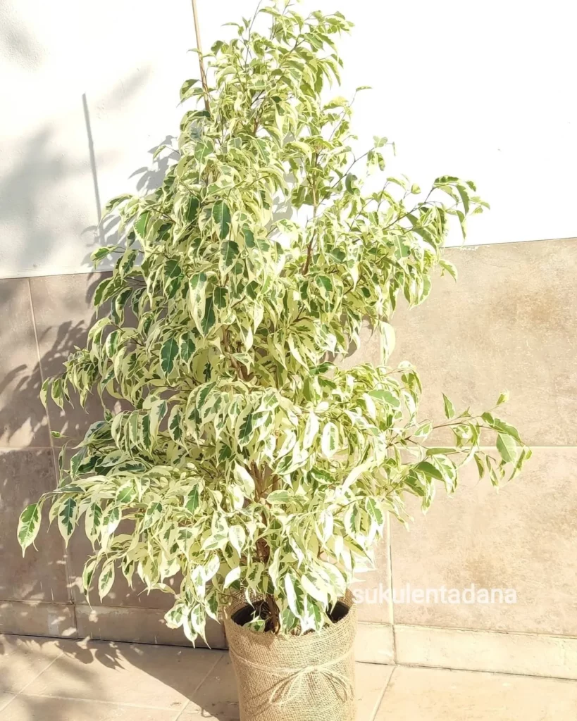 Indoor Care Guide for Ficus Benjamina 'Starlight