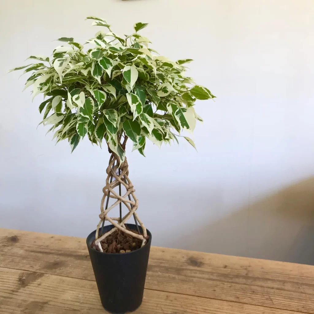 Indoor Care Guide for Ficus Benjamina 'Starlight