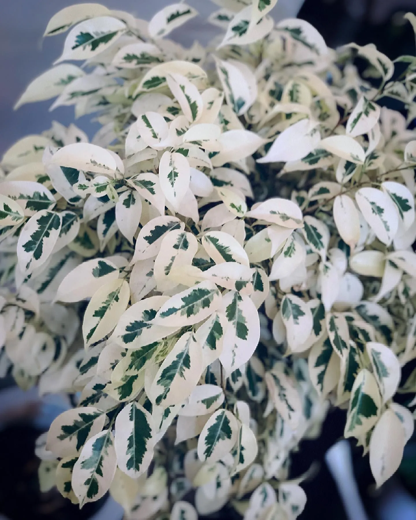 Guide to Indoor Ficus Benjamina Variegata: Tips and Methods