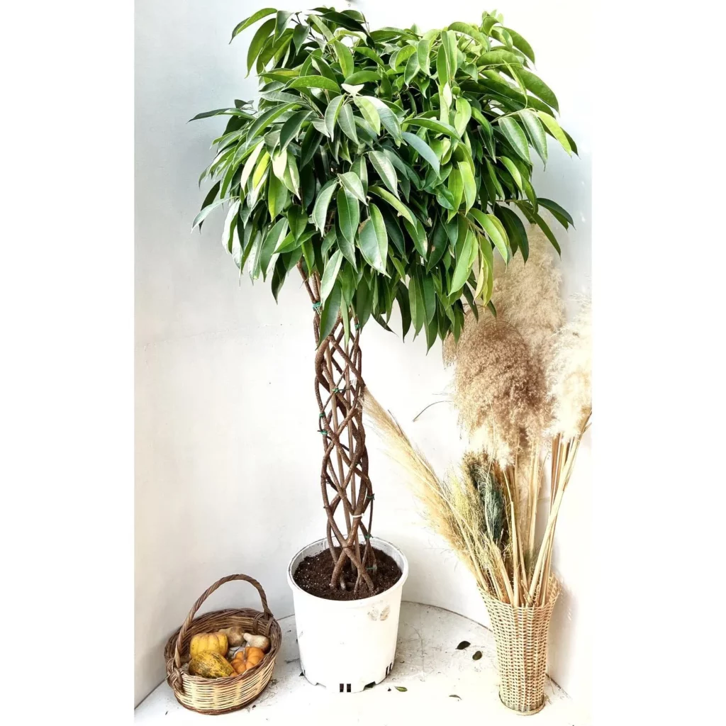 Amstel King Ficus: Effective Home Cultivation and Care Tips