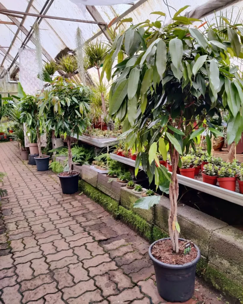 Ficus Binnendijkii ‘Amstel King’ Home Care Instructions