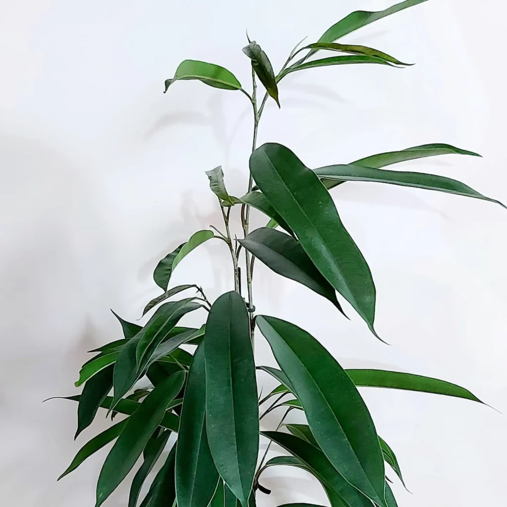 Amstel King Ficus: Effective Home Cultivation and Care Tips