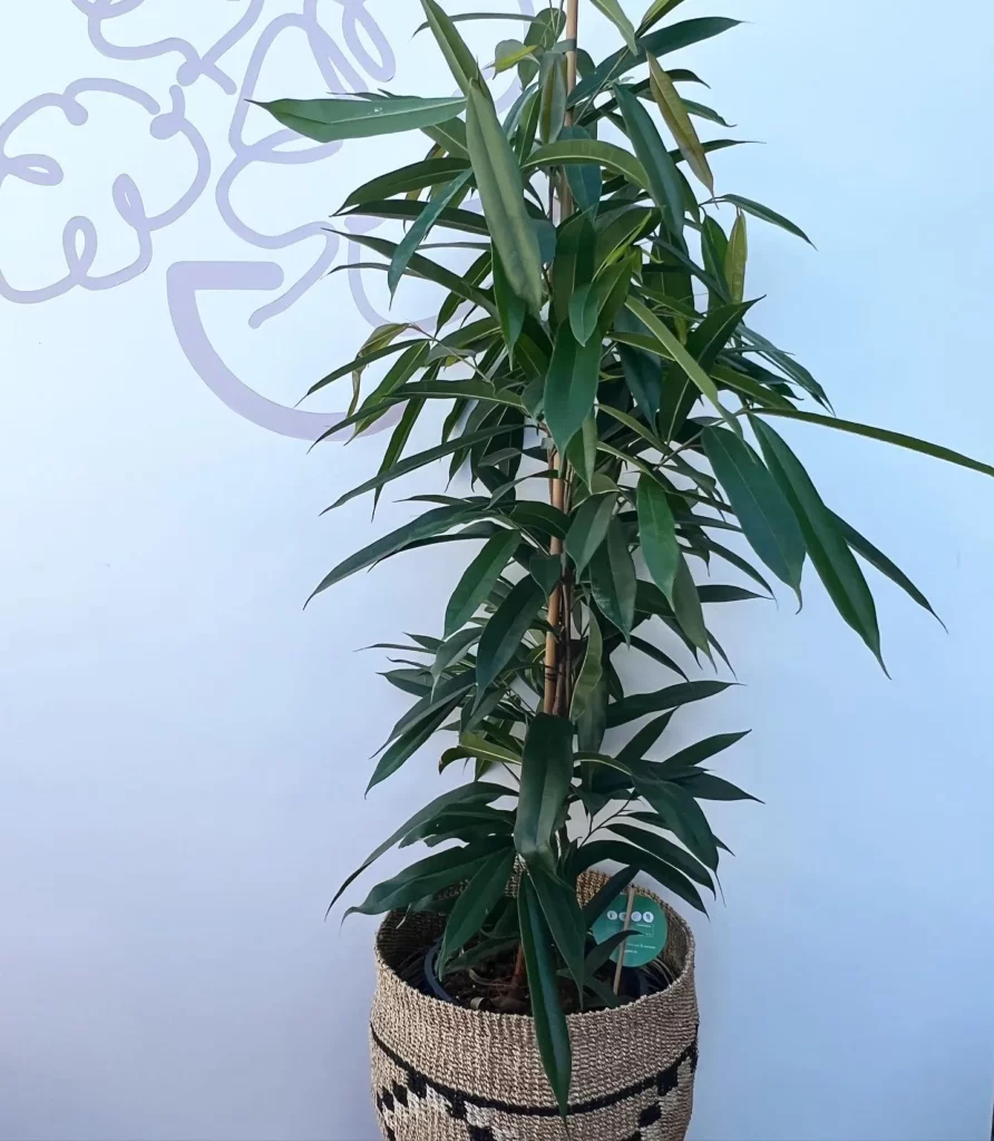 Ficus Pruning Techniques: Essential Trim Tips