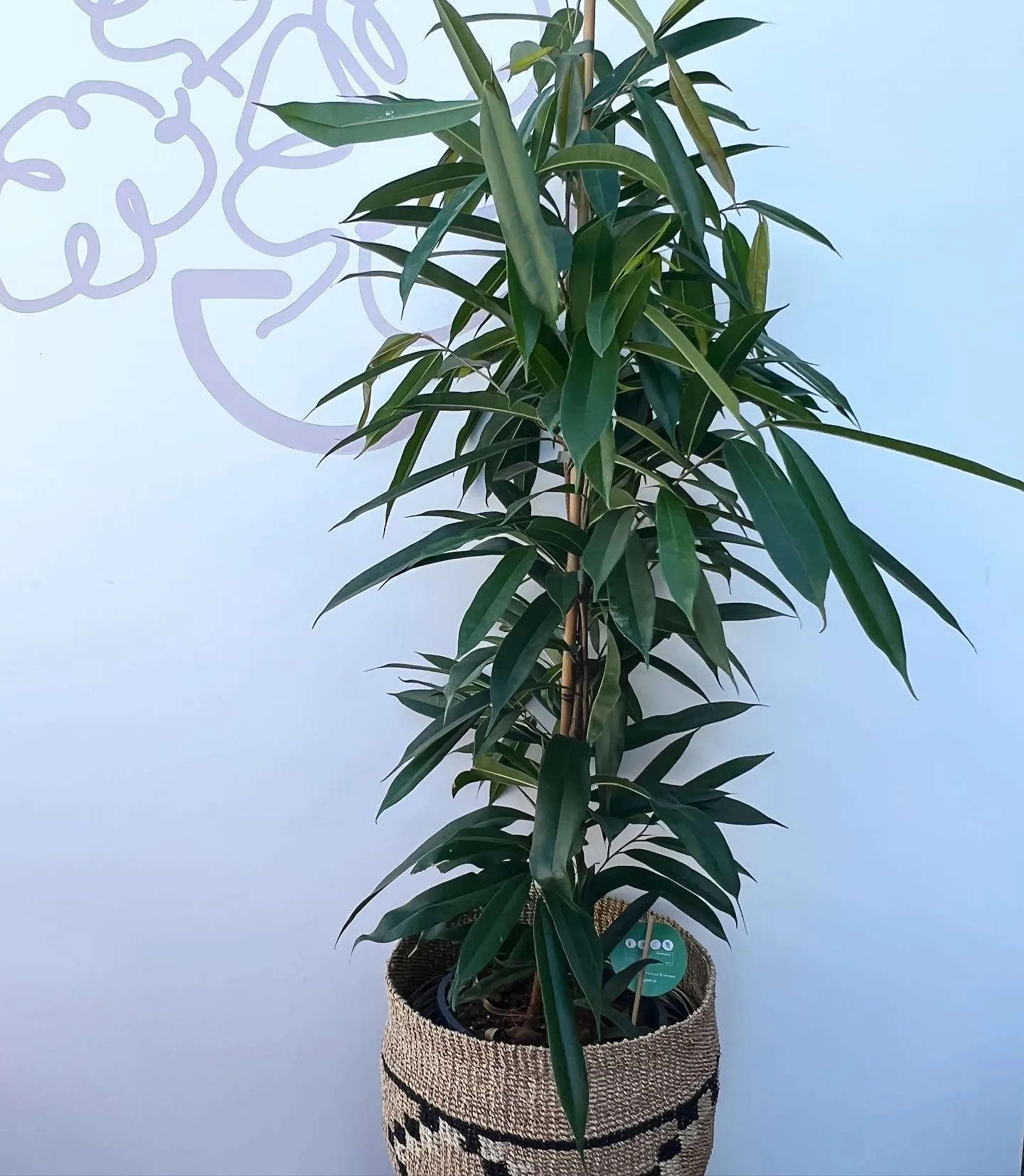 Amstel King Ficus: Effective Home Cultivation and Care Tips