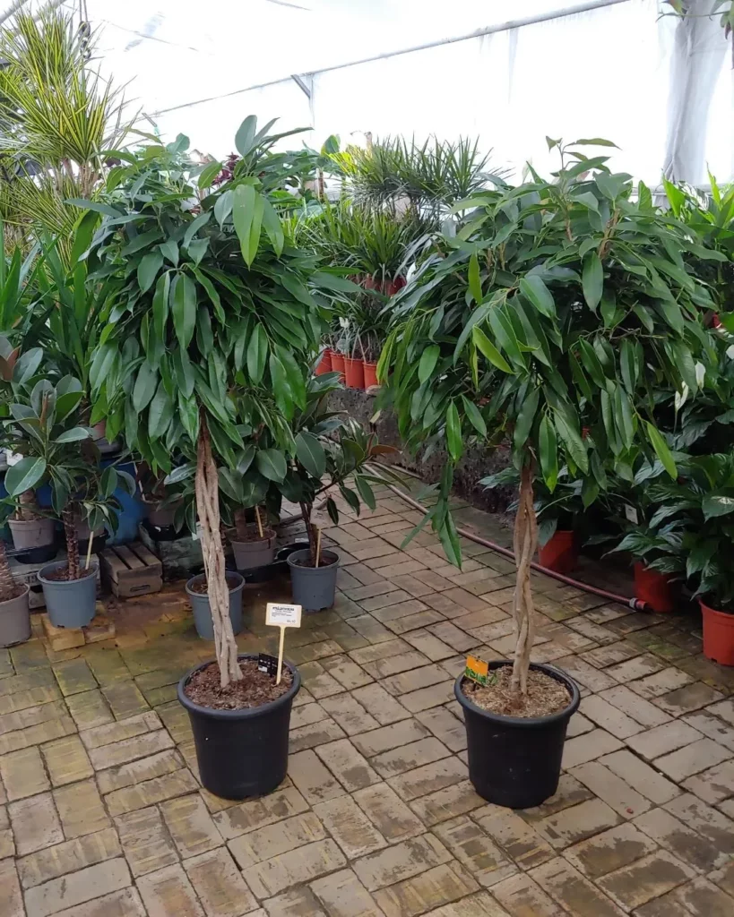 Amstel King Ficus: Effective Home Cultivation and Care Tips