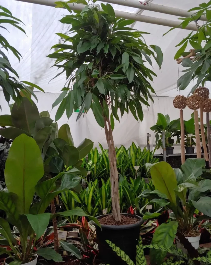 Amstel King Ficus: Effective Home Cultivation and Care Tips