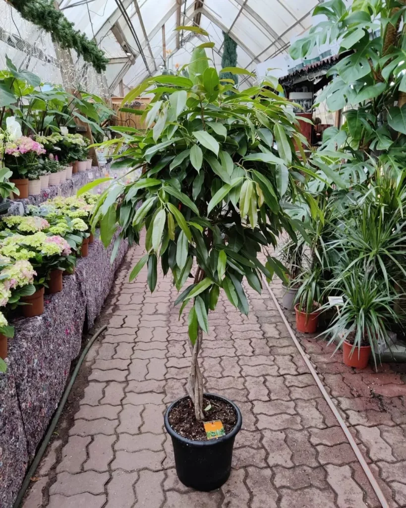 Amstel King Ficus: Effective Home Cultivation and Care Tips