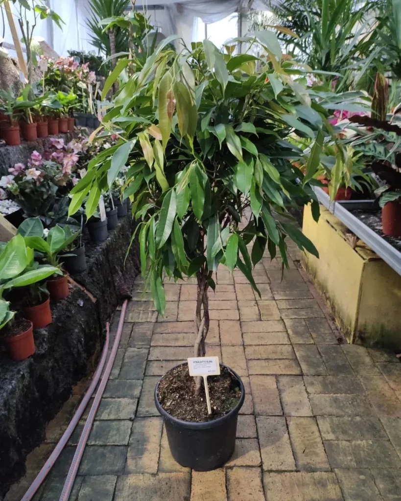 Amstel King Ficus: Effective Home Cultivation and Care Tips