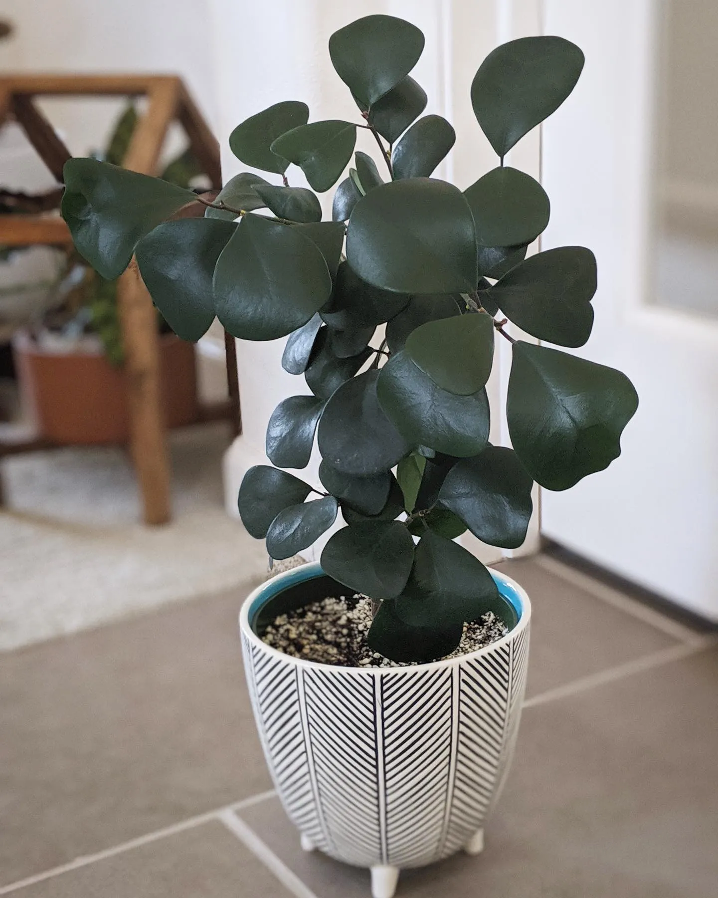 Triangle Ficus Maintenance: Key Strategies for Healthy Growth