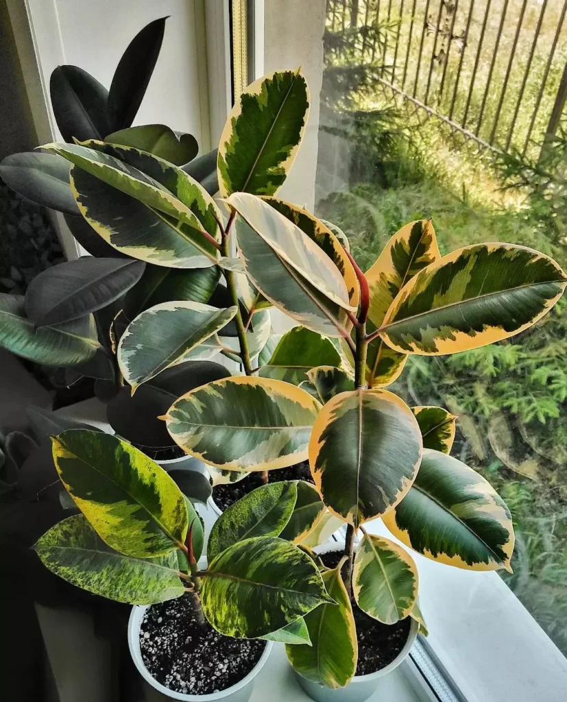 Pro Tips for Ficus Elastica 'Robusta' - Expert Care Guide