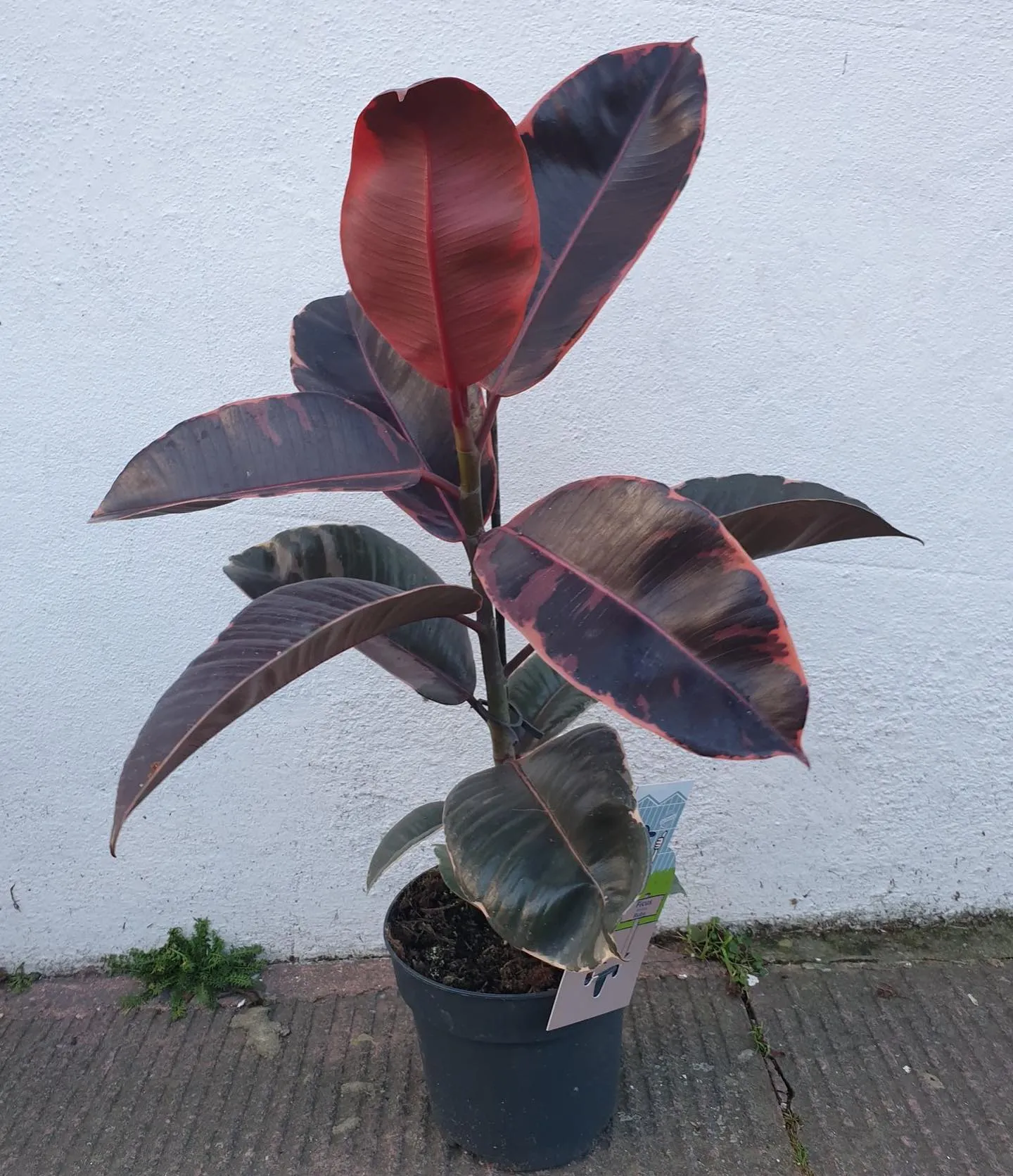 Pro Tips for Ficus Elastica 'Robusta' - Expert Care Guide