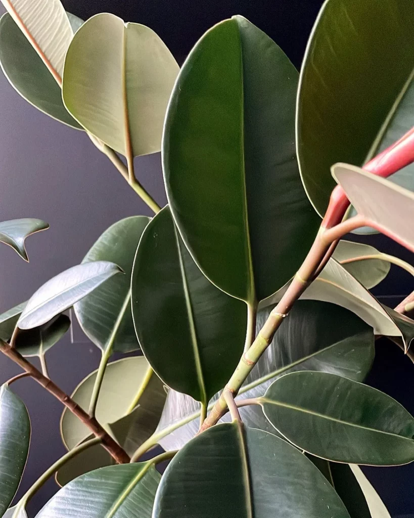 Pro Tips for Ficus Elastica 'Robusta' - Expert Care Guide