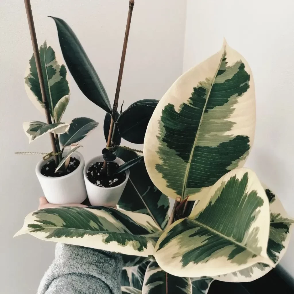 Pro Tips for Ficus Elastica 'Robusta' - Expert Care Guide