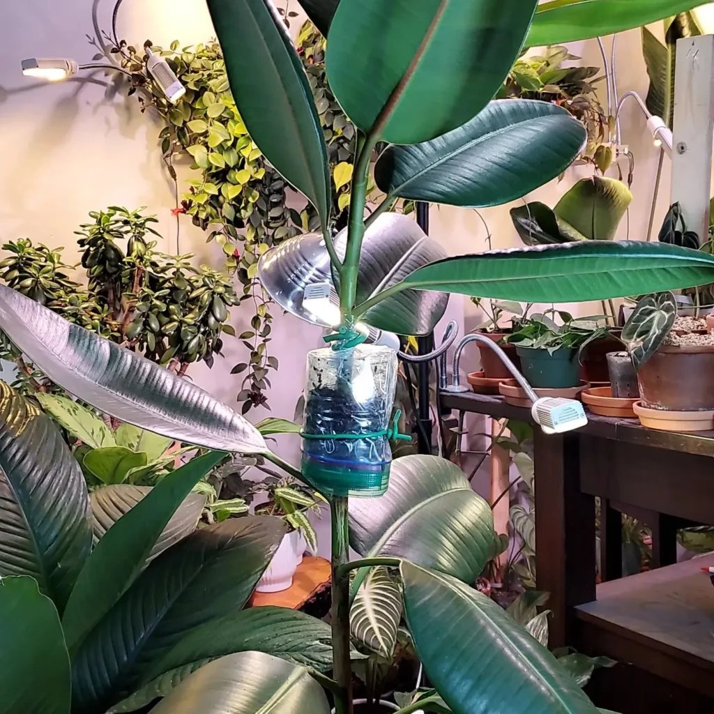 Pro Tips for Ficus Elastica 'Robusta' - Expert Care Guide