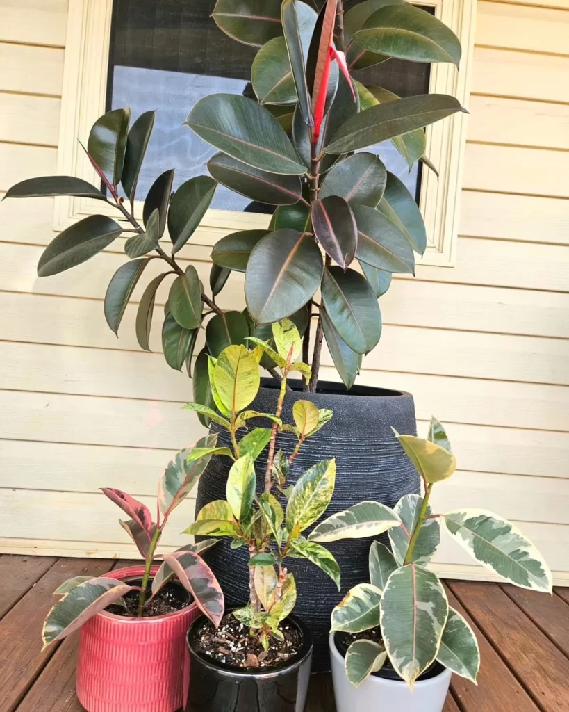 Expert Advice for Indoor Ficus Elastica 'Tineke' Cultivation