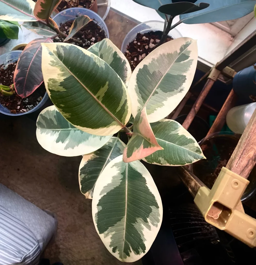 Expert Advice for Indoor Ficus Elastica 'Tineke' Cultivation