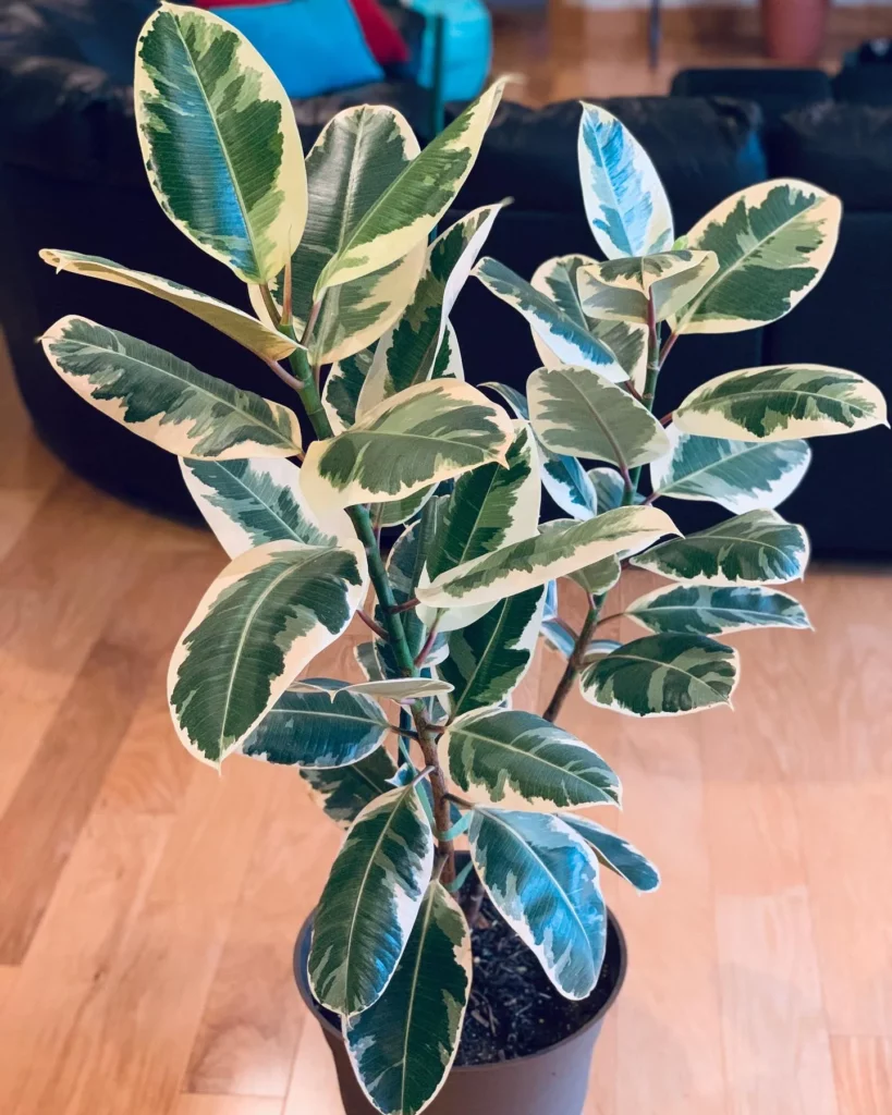 Indoor Care Guide for Ficus Benjamina 'Starlight