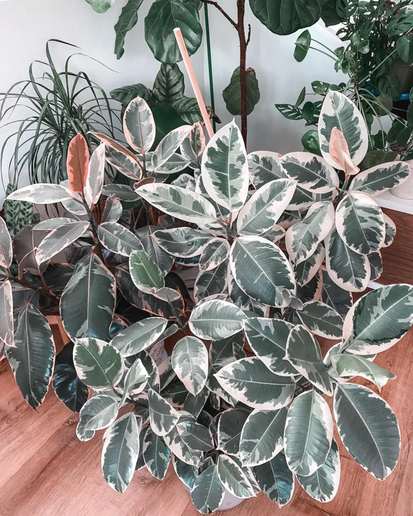 Expert Advice for Indoor Ficus Elastica 'Tineke' Cultivation