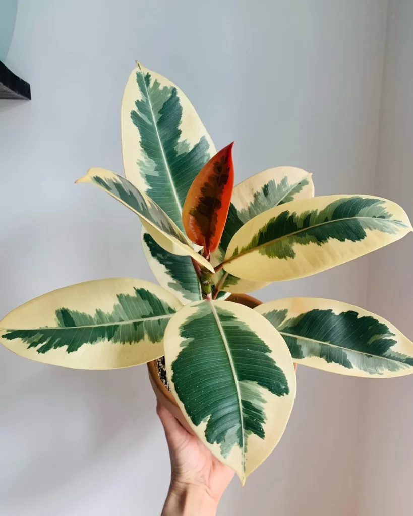 Expert Advice for Indoor Ficus Elastica 'Tineke' Cultivation