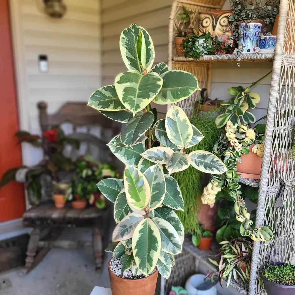 Cultivating Ficus Elastica ‘Tineke’ Indoors- Expert Guide