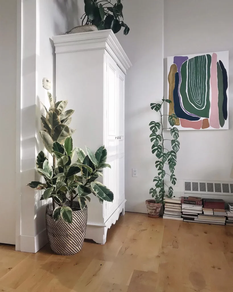 Ficus Elastica ('Variegata') Care: Expert Tips for Success!