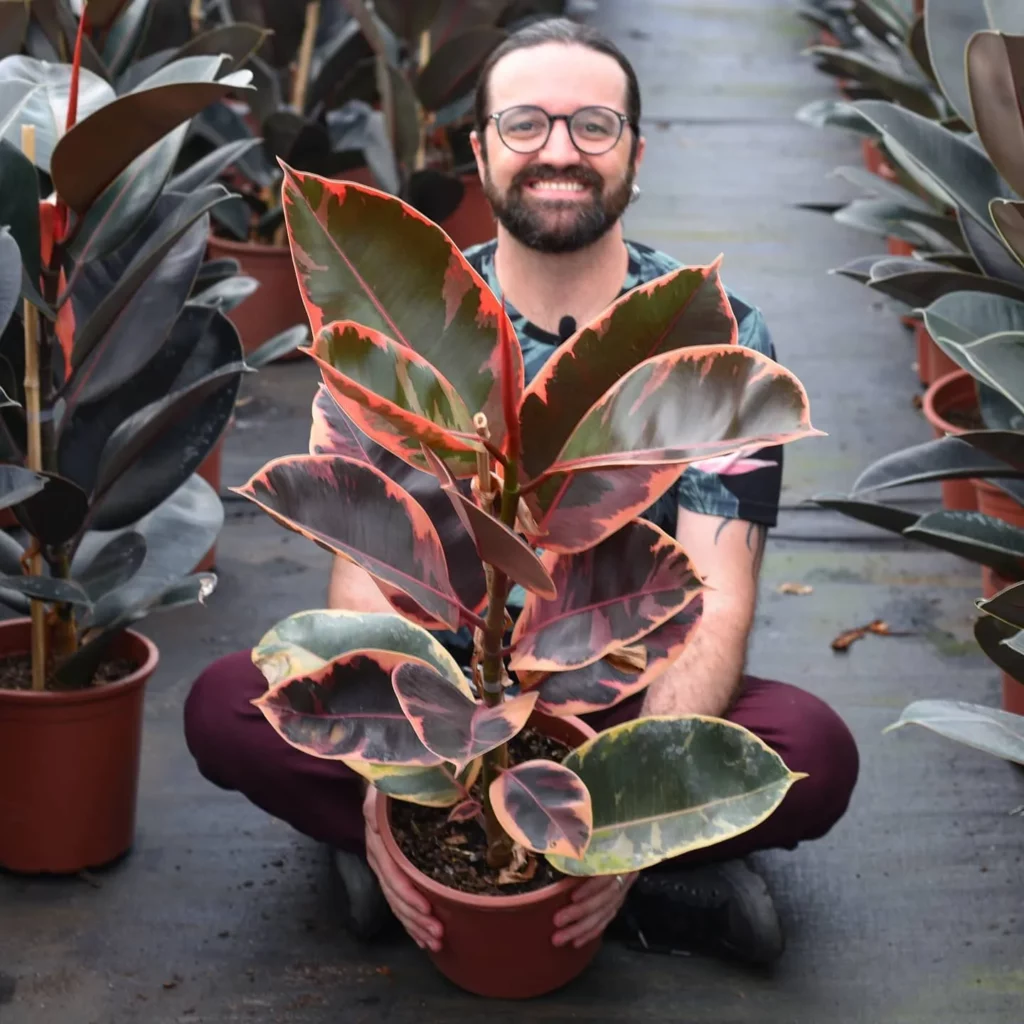 Ficus Elastica ('Variegata') Care: Expert Tips for Success!