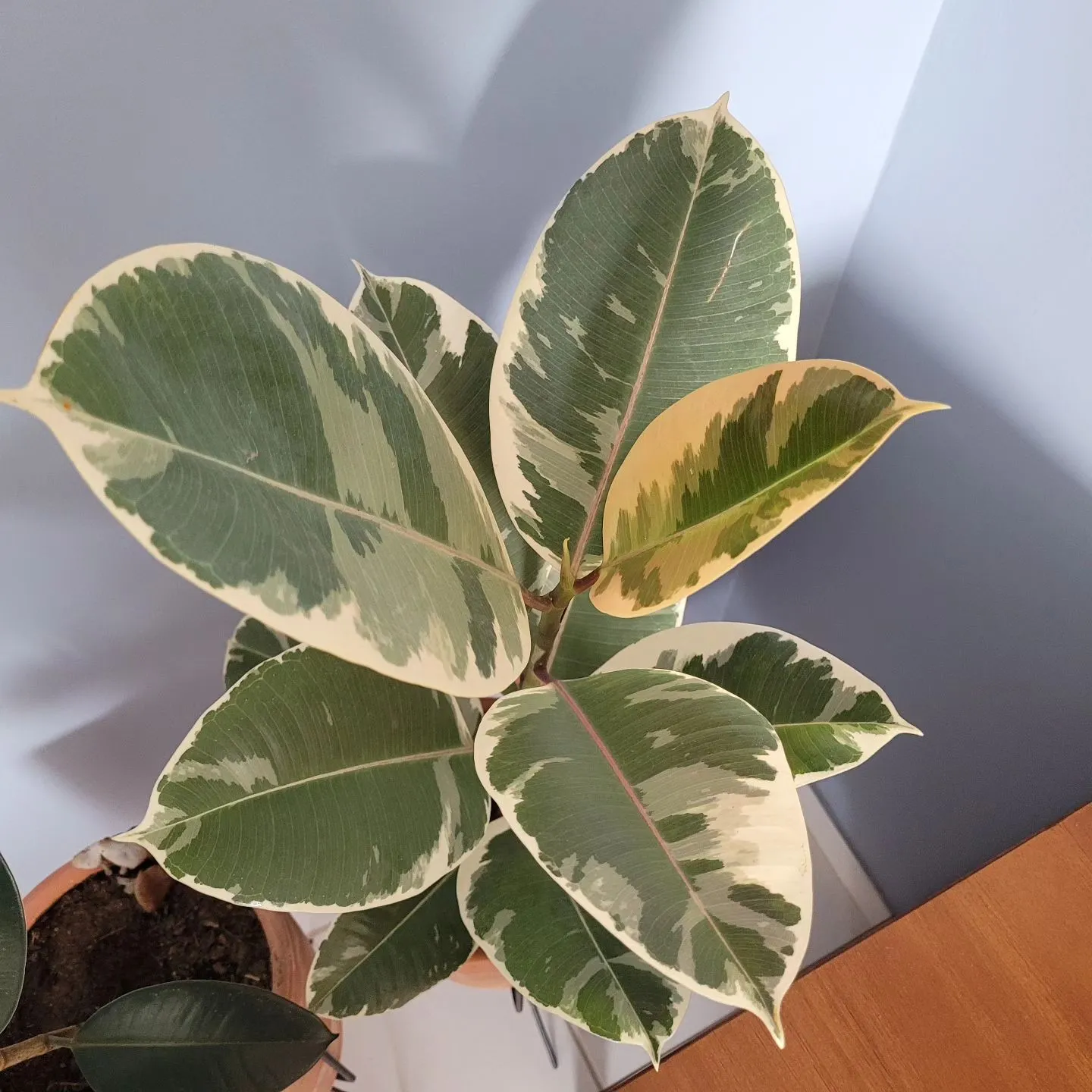 Ficus Elastica ('Variegata') Care: Expert Tips for Success!