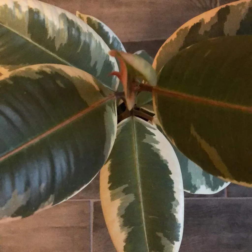 Ficus Elastica ('Variegata') Care: Expert Tips for Success!
