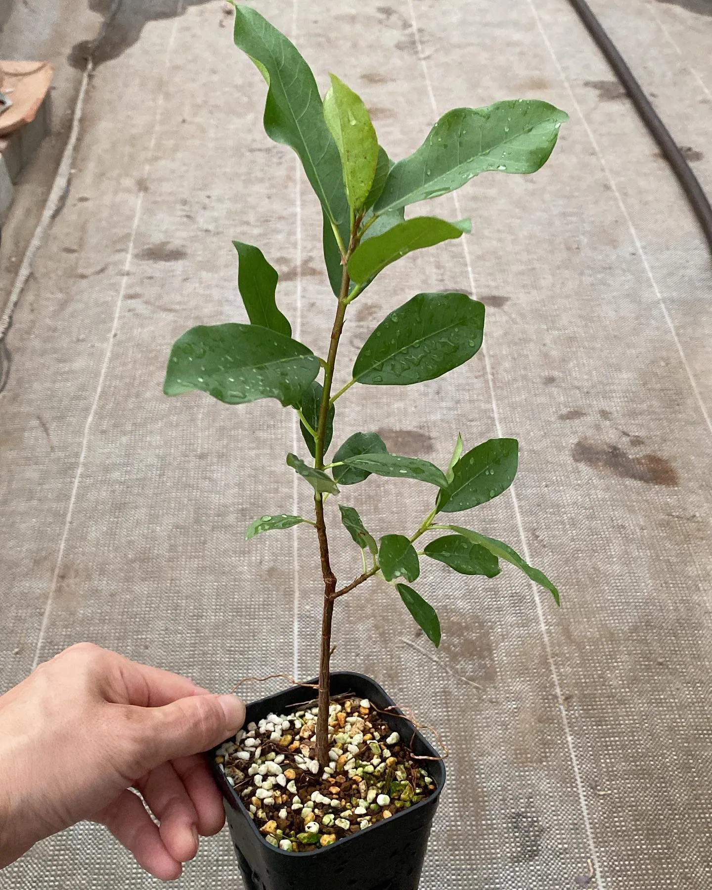 Ficus Ilicina Maintenance: Proven Strategies for Robust Health