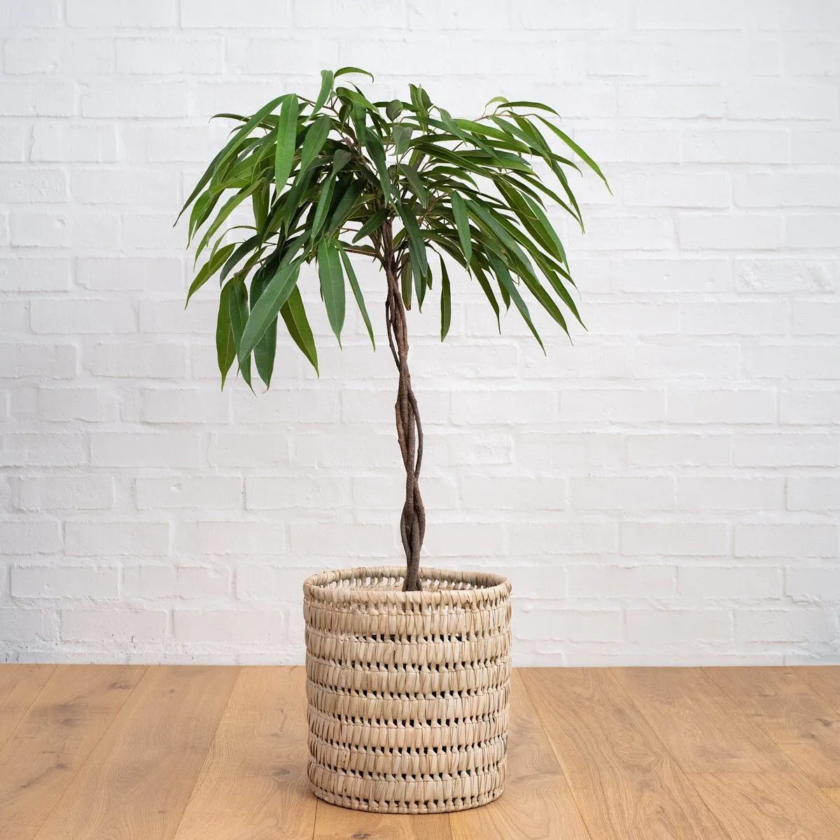 Ficus Longifolia Indoor Growth: Advanced Care Tips Revealed