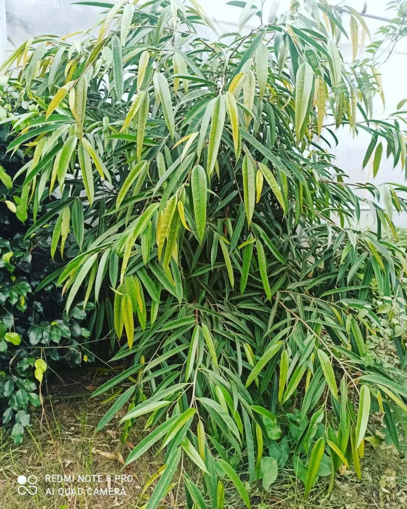 Advanced Ficus 'Alii' Care Strategies: Expert Gardening Tips