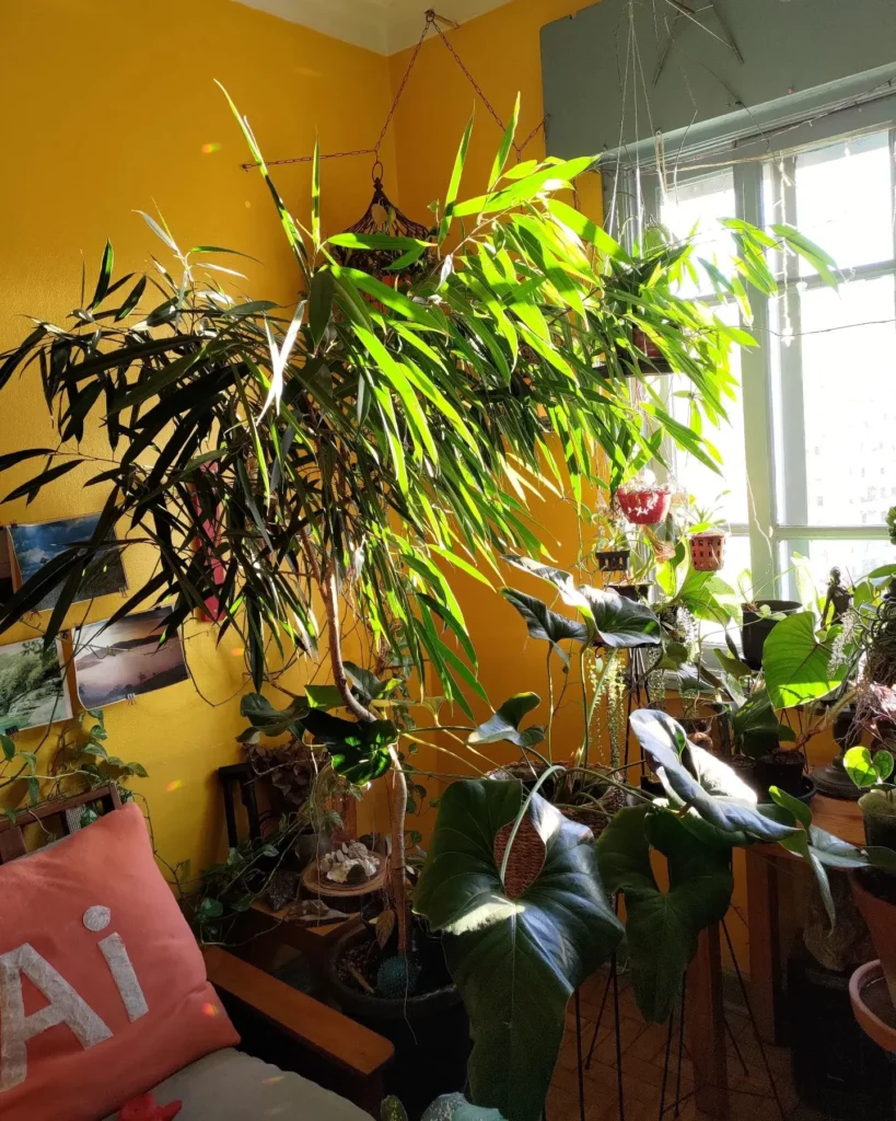 Advanced Ficus 'Alii' Care Strategies: Expert Gardening Tips