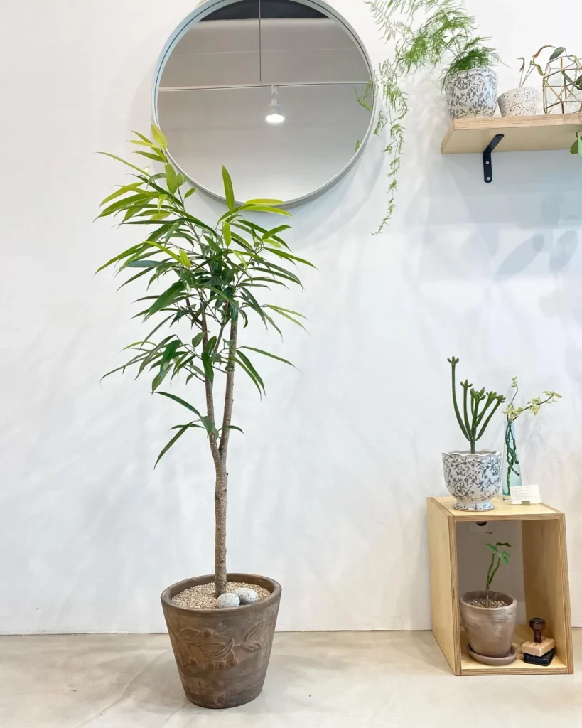 Advanced Ficus 'Alii' Care Strategies: Expert Gardening Tips