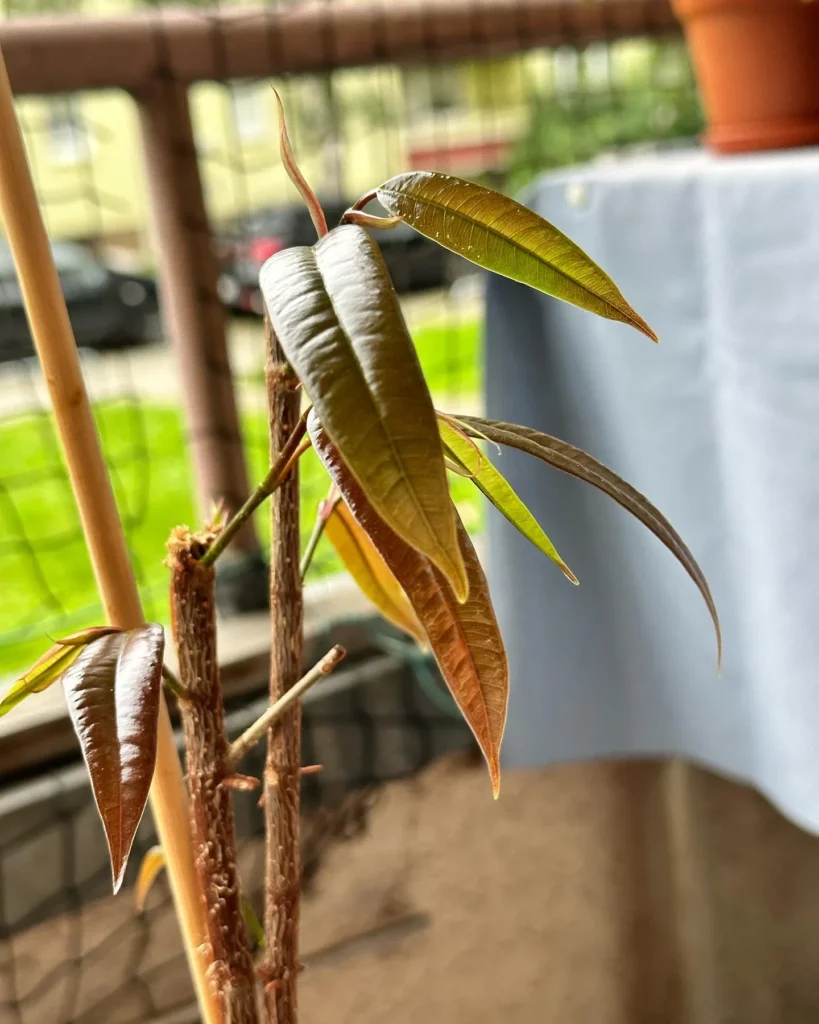 Advanced Ficus 'Alii' Care Strategies: Expert Gardening Tips