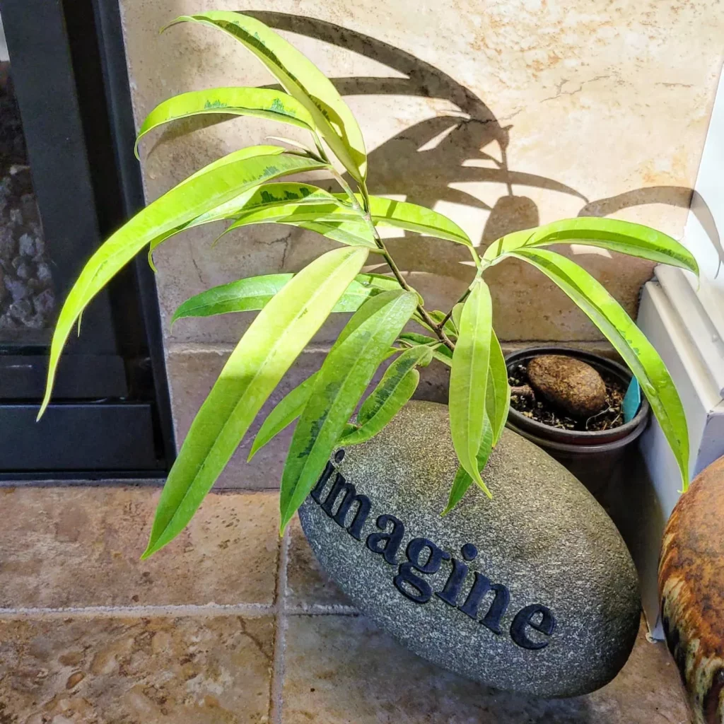 Advanced Ficus 'Alii' Care Strategies: Expert Gardening Tips