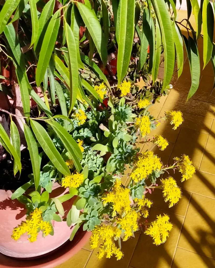 Advanced Ficus 'Alii' Care Strategies: Expert Gardening Tips