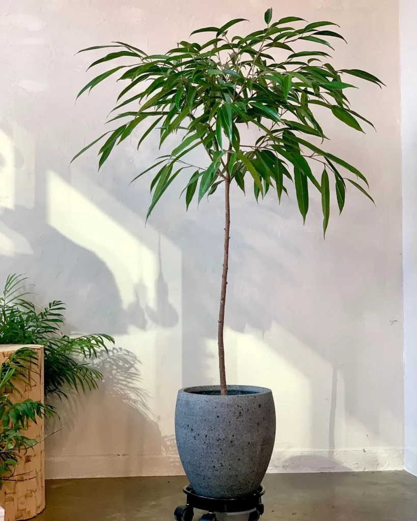 Advanced Ficus 'Alii' Care Strategies: Expert Gardening Tips