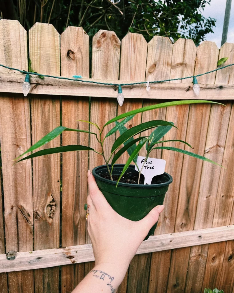 Advanced Ficus 'Alii' Care Strategies: Expert Gardening Tips