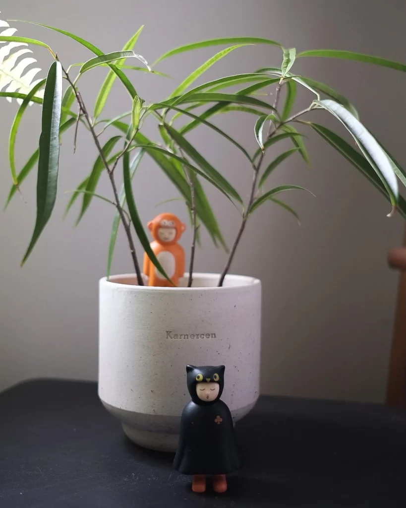 Advanced Ficus 'Alii' Care Strategies: Expert Gardening Tips