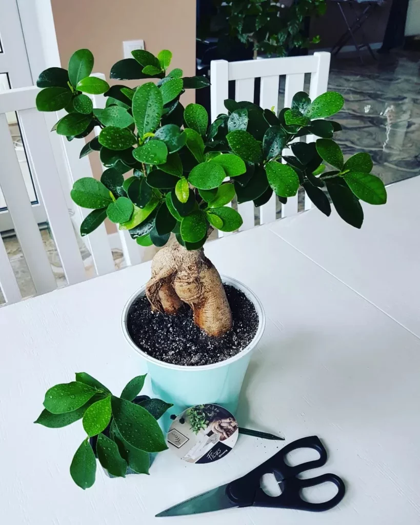 Ficus Pruning Techniques: Essential Trim Tips
