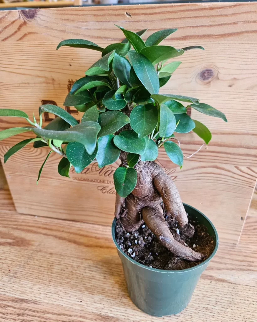 Ficus Pruning Techniques: Essential Trim Tips