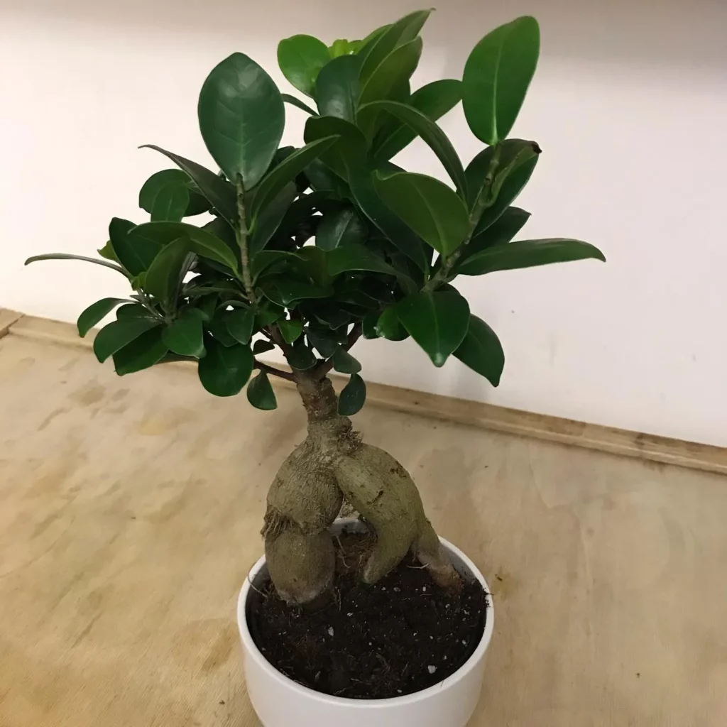 Nurturing Ficus Microcarpa (Ginseng) Growth Indoors